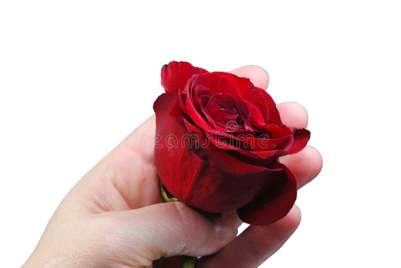 Rose handover stock image. Image of blossom, give, blooms - 36899723