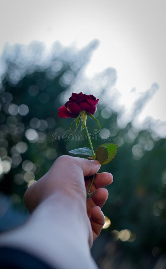 Hand Holding a Red Rose stock photo. Image of rose, holding - 198238610