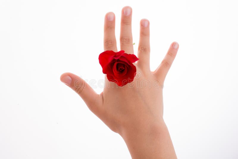 Hand holding a rose stock photo. Image of summer, beauty - 123671472