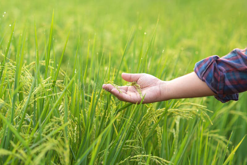 Hand Holding Rice in the Field. Ripe Ear of Rice on Hand Stock Image ...