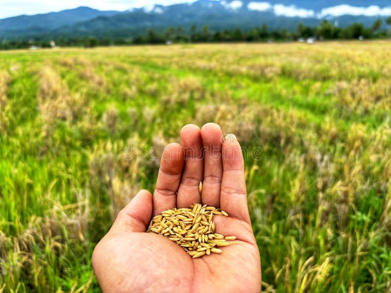 The hand holding the rice stock image. Image of food - 323614651