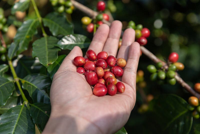 Hand Holding Ripe Coffee Bean,Worker Harvest Arabica Coffee Bean from ...