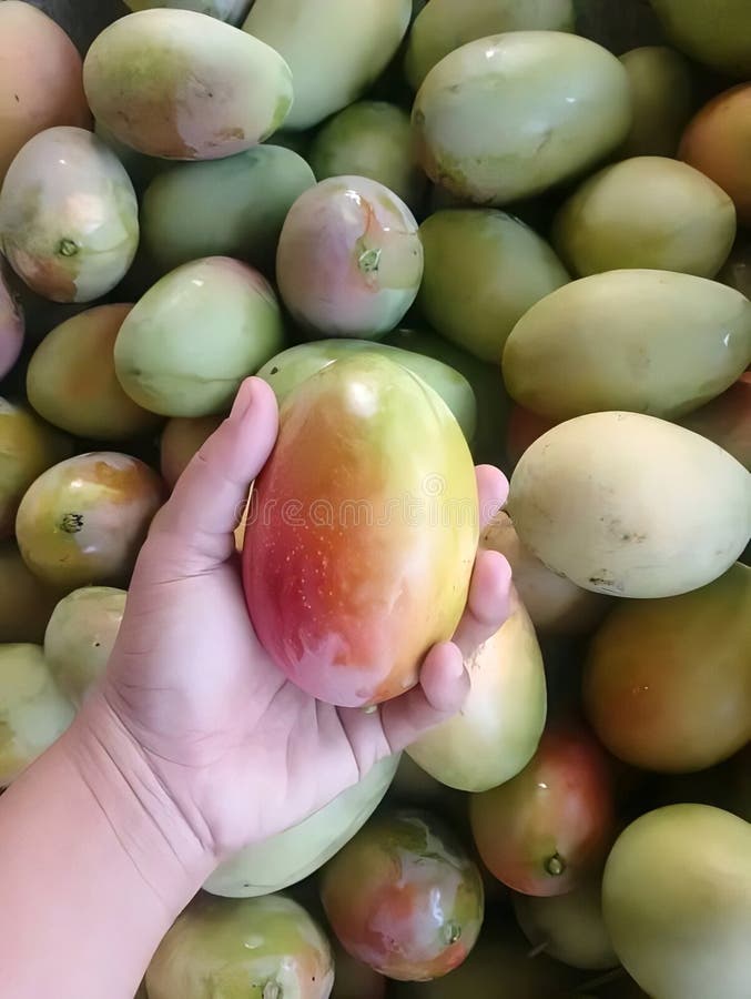 Man Holding Mangoes . Closeup of Yellow Mango S. Full Basket of Ripen ...