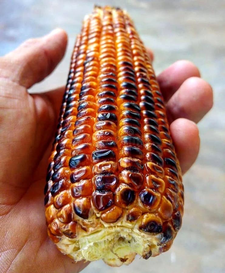 A Hand Holding Roasted Corn Stock Image - Image of yellow, vegetable ...