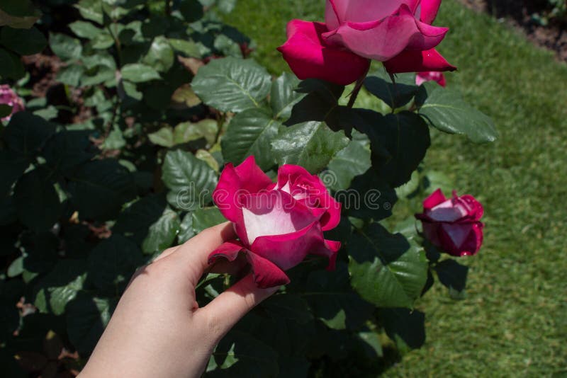 Hand Holding a Rose in a Rose Garden Stock Photo - Image of beautiful ...