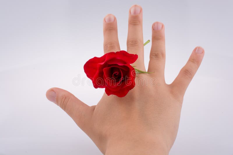Hand holding a rose stock image. Image of field, love - 124617993