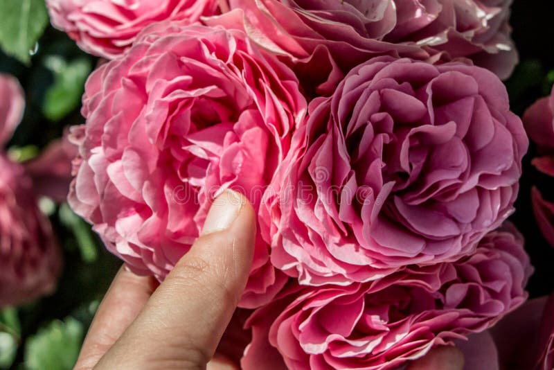 Hand Holding Roses in a Rose Garden Stock Photo - Image of blossom ...