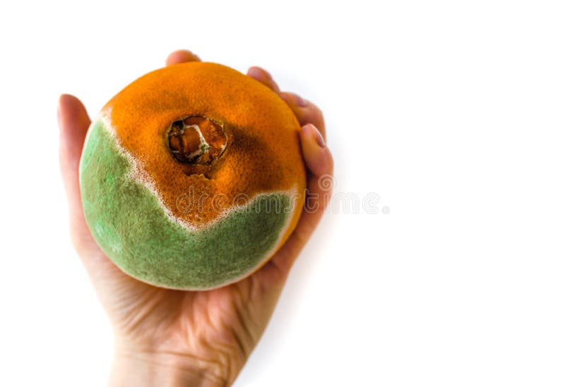 Hand with rotten cucmber stock image. Image of toxic - 236387553