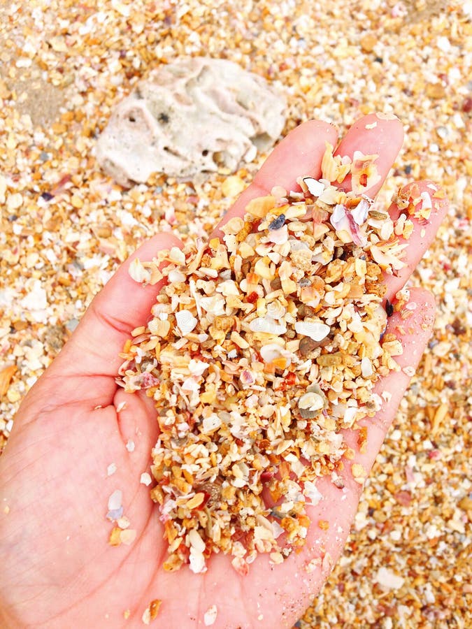 Hand Holding Sand and Small Sea Shells Stock Image - Image of palm ...