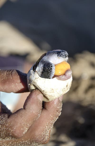 Hand Holding Sea Turtle Embryo in Egg Stock Image - Image of santa ...