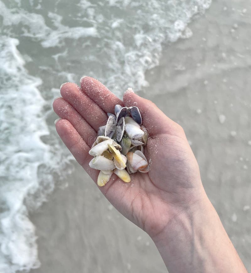 Hand Holding Seashells by the Ocean on a Beach Stock Image - Image of ...