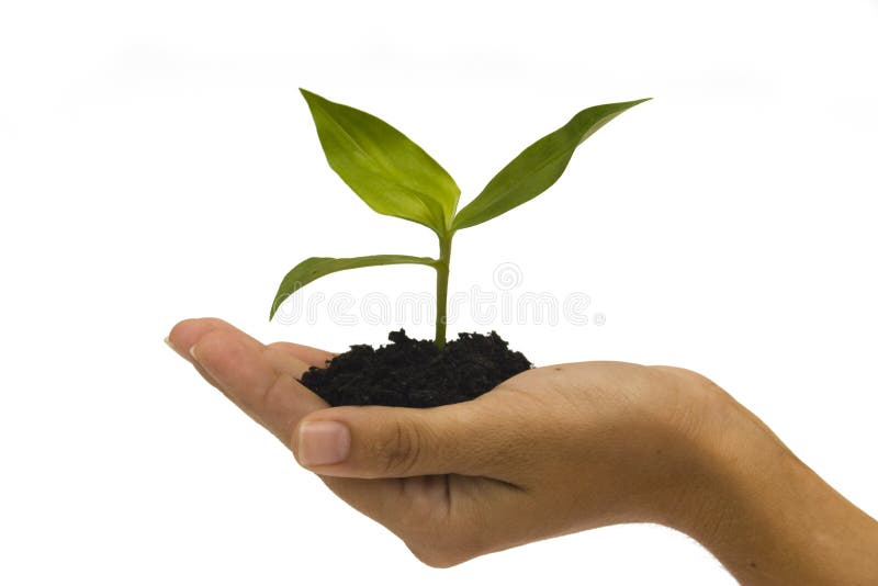 Hand holding seedling stock photo. Image of faith, blossom - 5859106