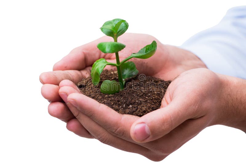 The Hand Holding Seedling in New Life Concept on White Stock Photo ...