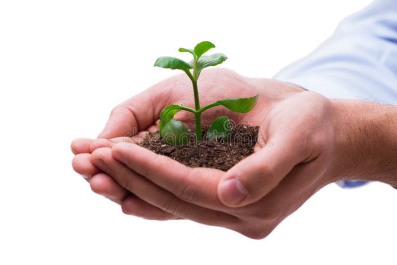 The Hand Holding Seedling in New Life Concept on White Stock Photo ...