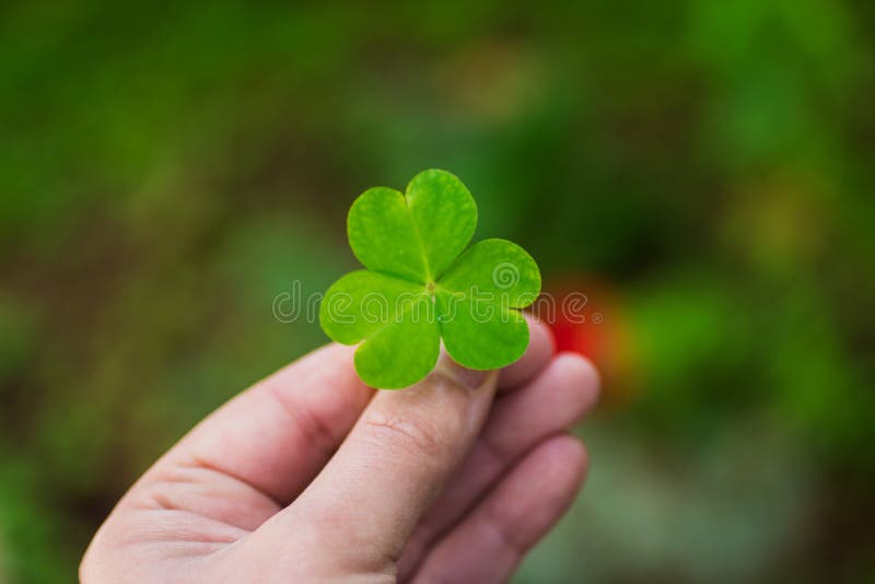 Hand Holding a Shamrock Clover Stock Image - Image of concept, growth ...