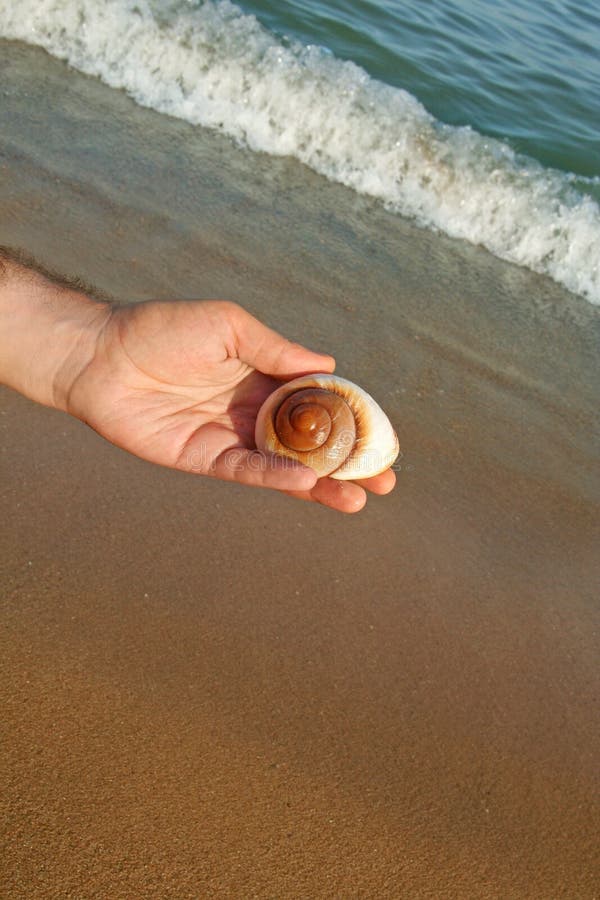 Hand holding a shell stock image. Image of shell, sand - 1224525