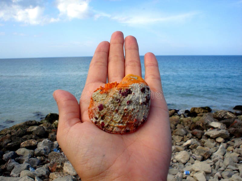 Hand holding a shell stock photo. Image of coralreef, ocean - 450396