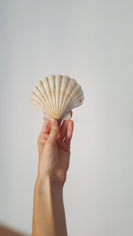 Hand holding shell stock photo. Image of holding, female - 75290158