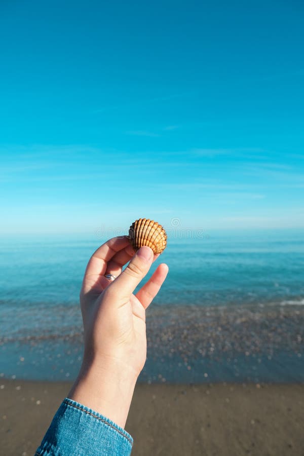 Hand holding shell stock photo. Image of beach, nature - 315716208