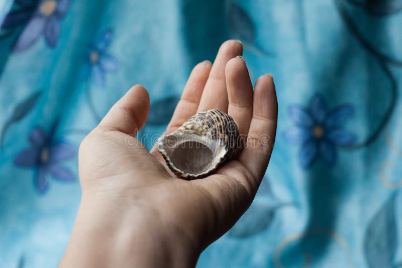 Hand Holding Shell Shells Blue White Grey Brown Wooden Floor Stock ...