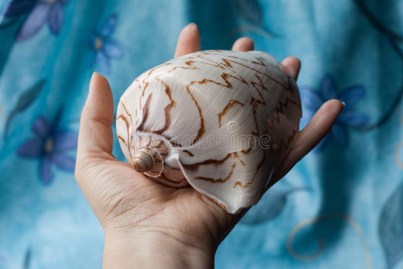 Hand Holding Shell Shells Blue White Grey Brown Wooden Floor Stock ...