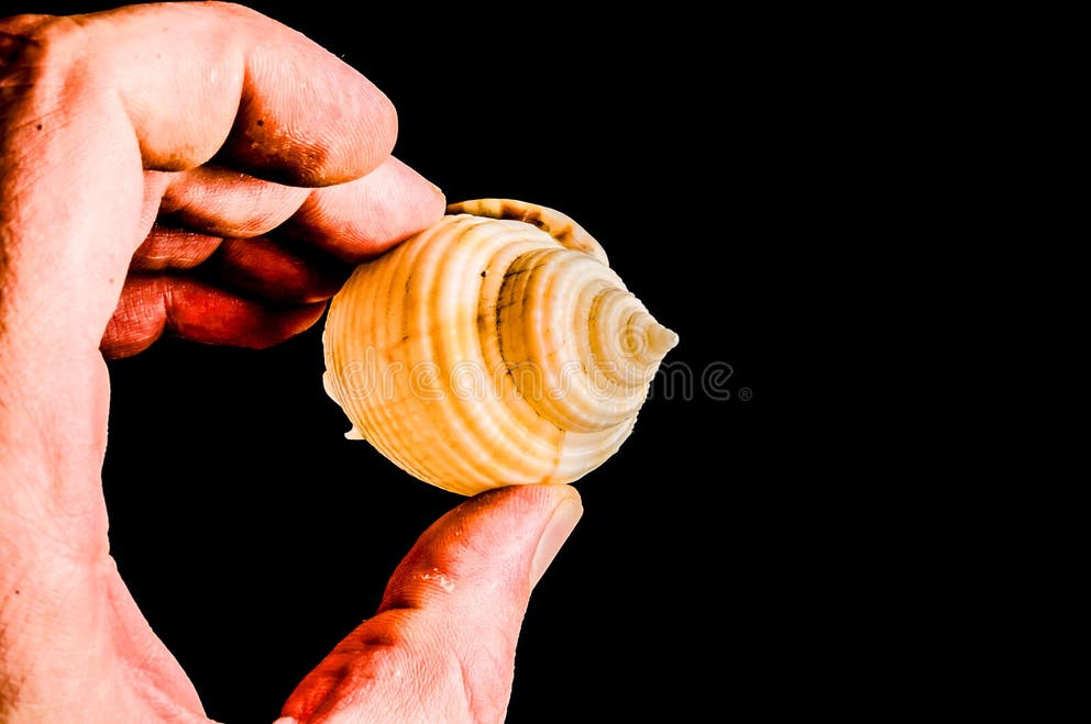 A Hand Holding a Shell with a Spiral Pattern Stock Image - Image of ...