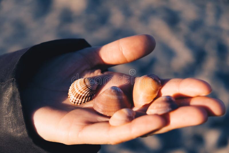 Hand Holding Shell at the Sunset during Winter Season Stock Photo ...