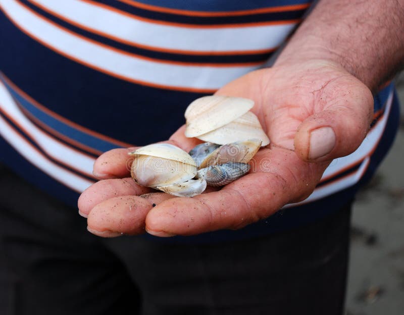 Hand holding shells stock image. Image of animal, coastline - 31203457