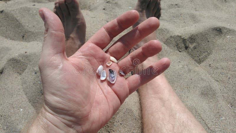 Hand Holding Shells Under Legs Stock Image - Image of hand, legs: 77207243