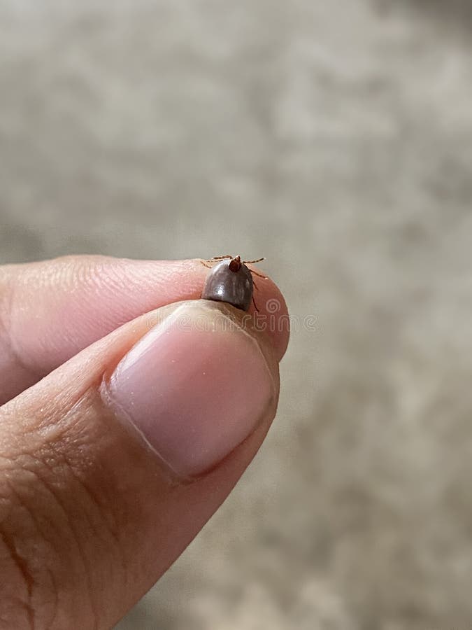 Hand Holding a Small Insect (tick) on a White Background Stock Photo ...