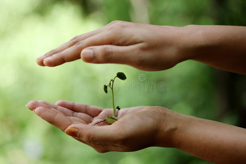 Hand holding small plant stock photo. Image of hold, green - 56609774