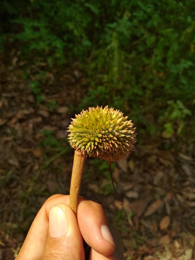 Small durian stock image. Image of round, plantation - 104443783