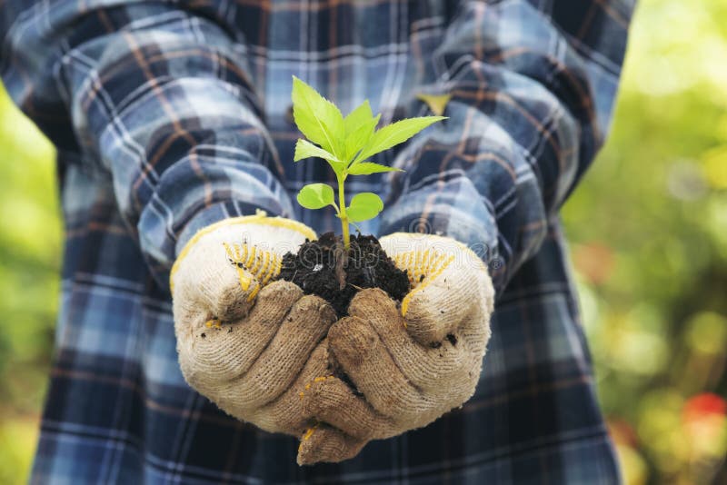 Hand holding small tree stock photo. Image of hand, ecology - 125836742