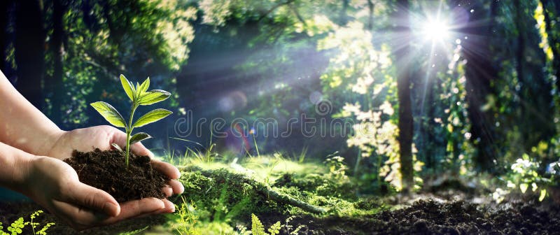 Hand Holding Small Tree for Planting in Green Forest with Flare Effect ...