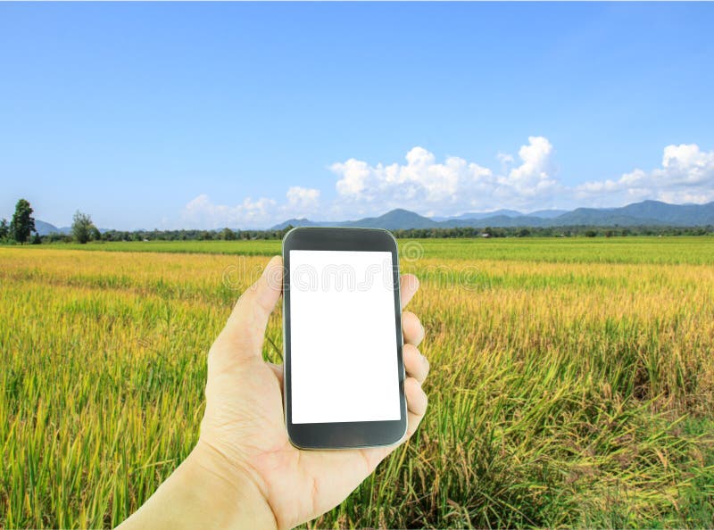 Hand Holding Smart Phone on Green Paddy Rice Background Stock Photo ...