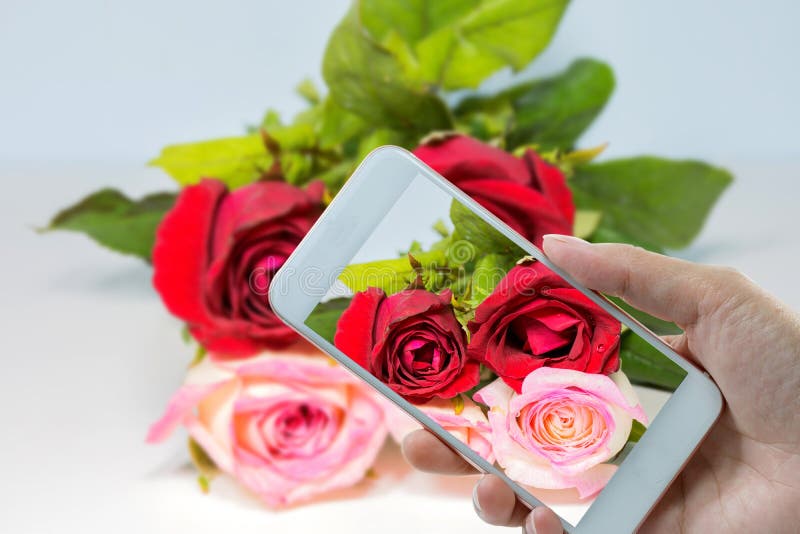 Hand Holding Smart Phone at Roses Red To Pink Stock Photo - Image of ...