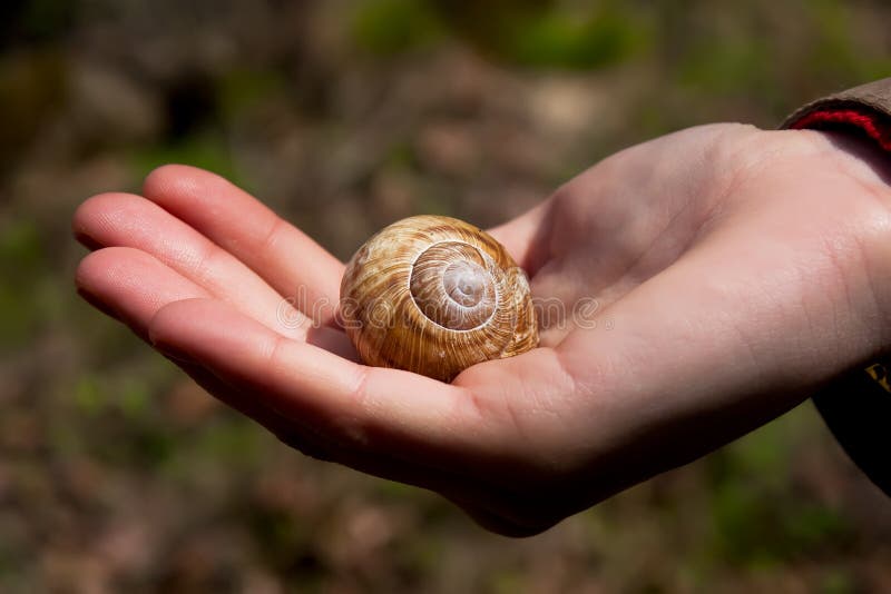 Hand holding a snail shell stock photo. Image of house - 35485990
