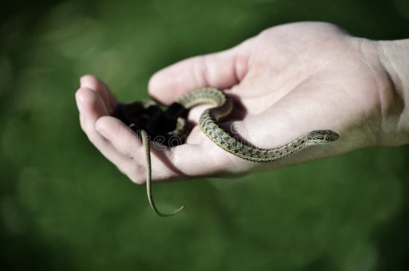Hand Holding Snake stock image. Image of hand, outdoors - 27612755