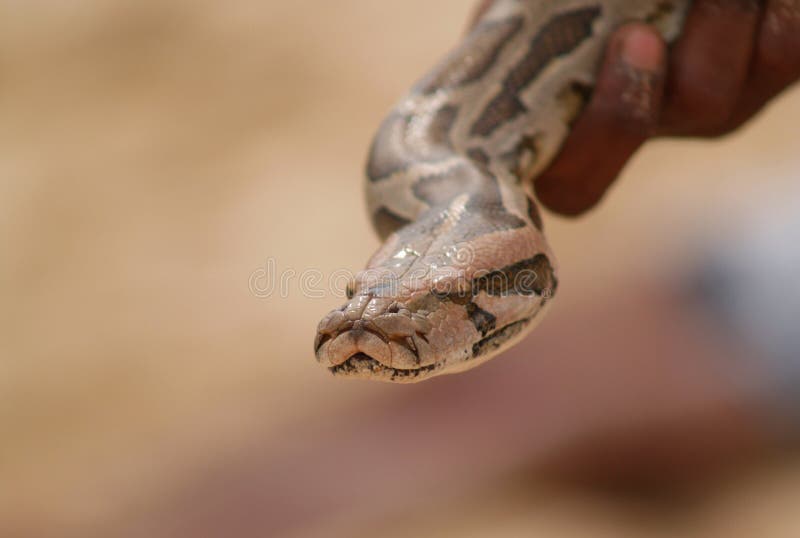 Hand holding snake head stock photo. Image of sand, venomous - 8681882