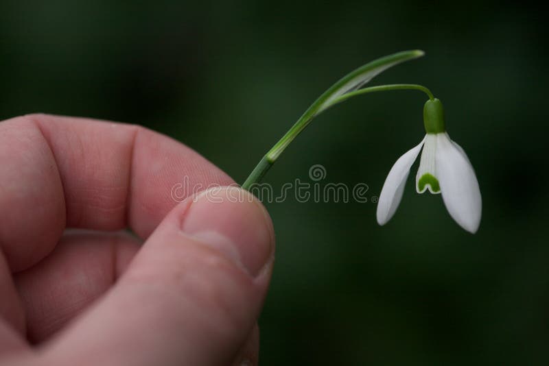 Hand Holding Snow Drop Flower Stock Photos - Free & Royalty-Free Stock ...