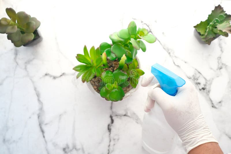 Hand Holding Spray Bottle Watering Plan on Table with Copy Space Stock ...