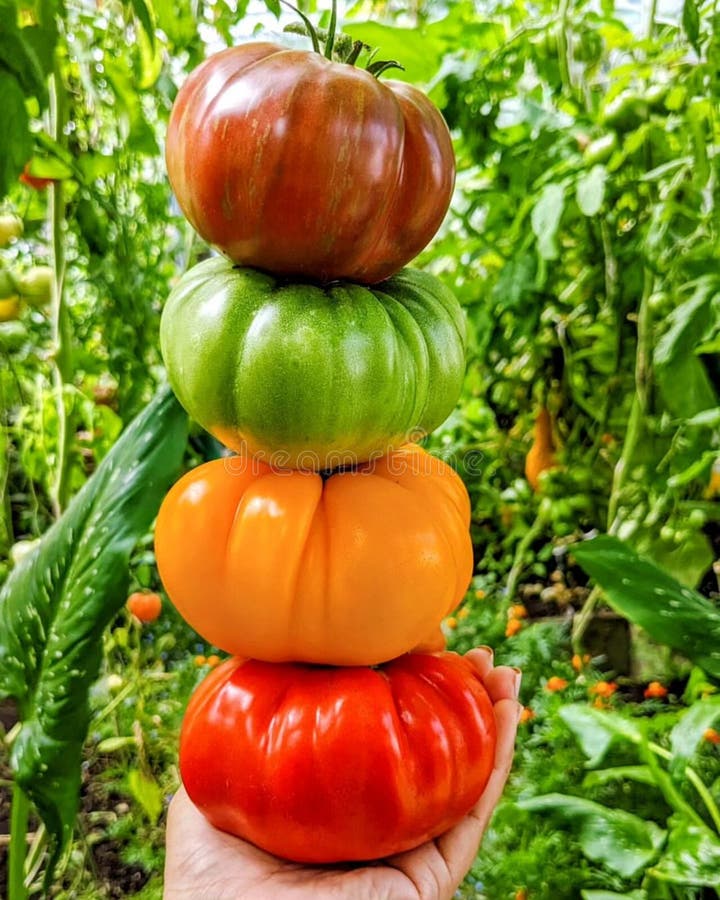 A Hand Holding Stack of Colorful Tomatoes Stock Photo - Image of ...