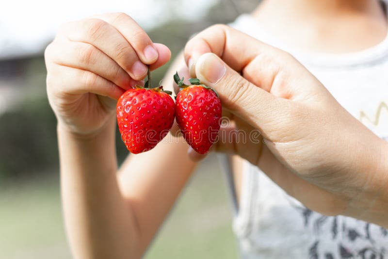 Hand Holding a Fresh Strawberry Stock Image - Image of human ...