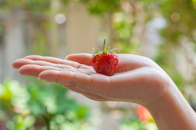 Hand holding a strawberry stock photo. Image of pick - 90542762