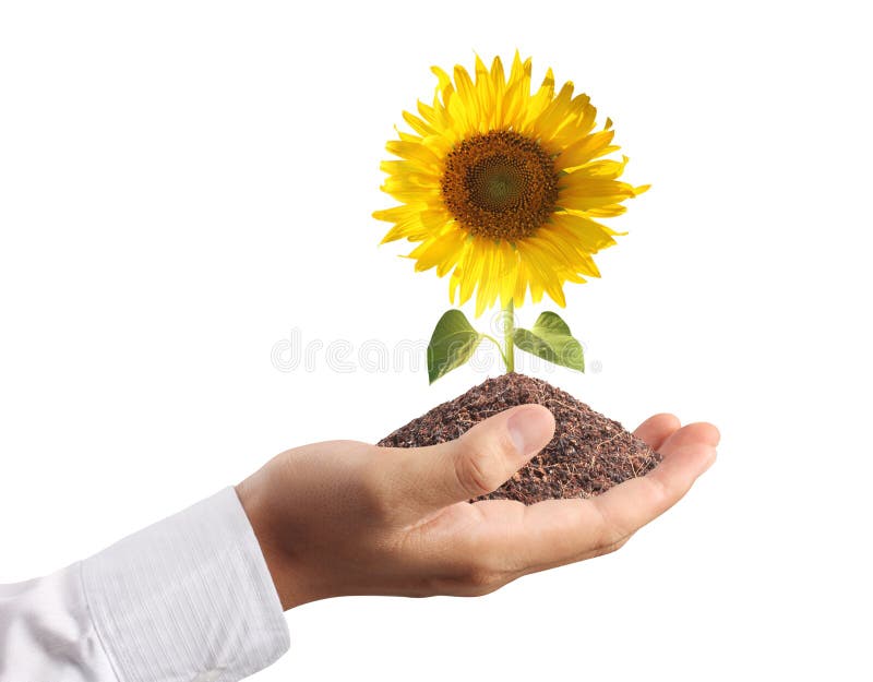 Beautiful Sunflower in Hand Stock Image - Image of blossom, natural ...