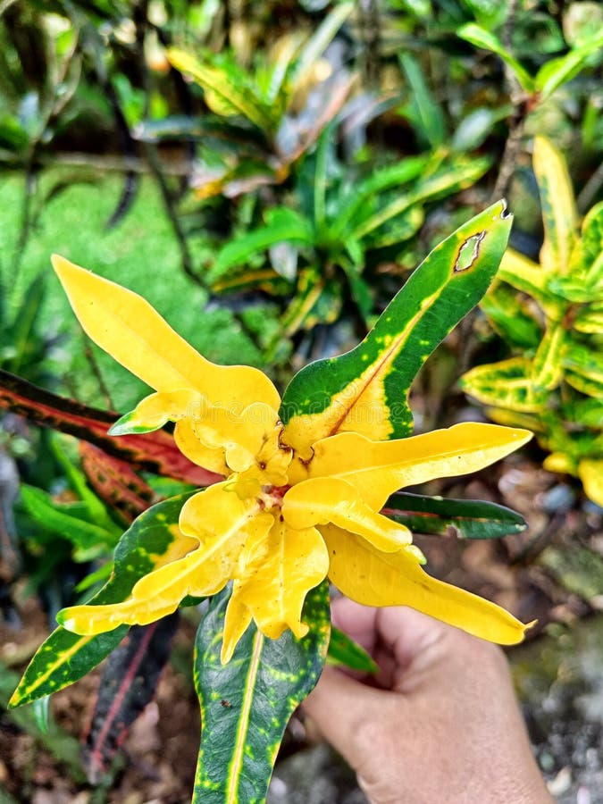 Hand Holding Sunny Star Croton Plant Stock Image - Image of nature ...