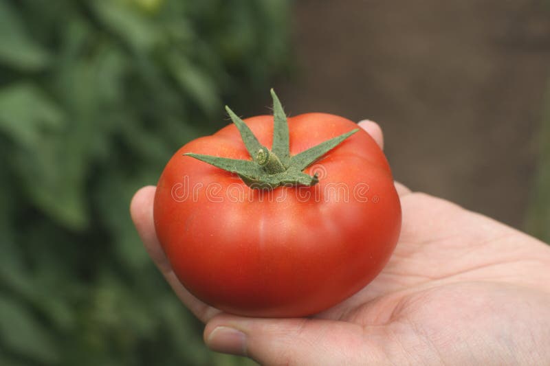 Hand holding a tomato stock photo. Image of produce, harvest - 12073456