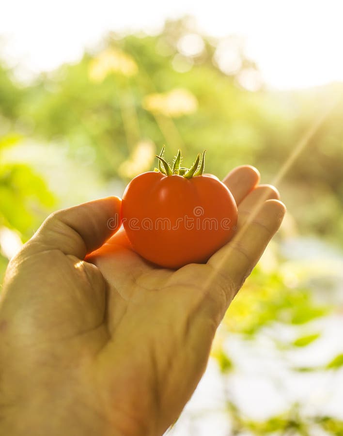 Hand holding tomato stock image. Image of hand, nature - 60717317