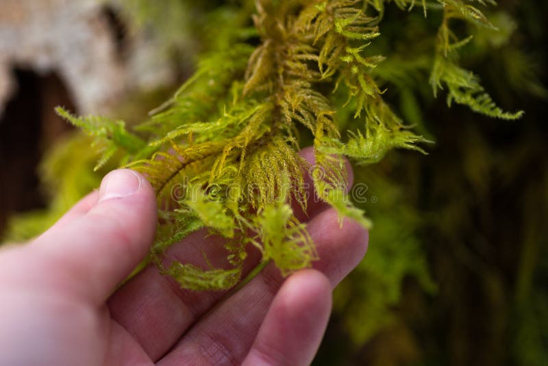 Hand touching moss on tree stock photo. Image of nature - 213856044