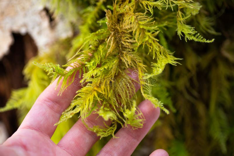 Hand touching moss on tree stock image. Image of moss - 213856105